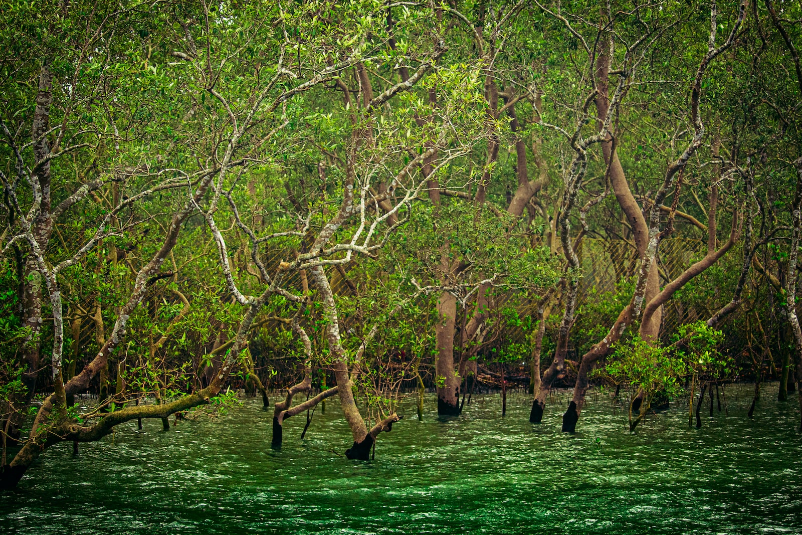 « Pile microbienne » : utiliser les bactéries de la mangrove pour ...